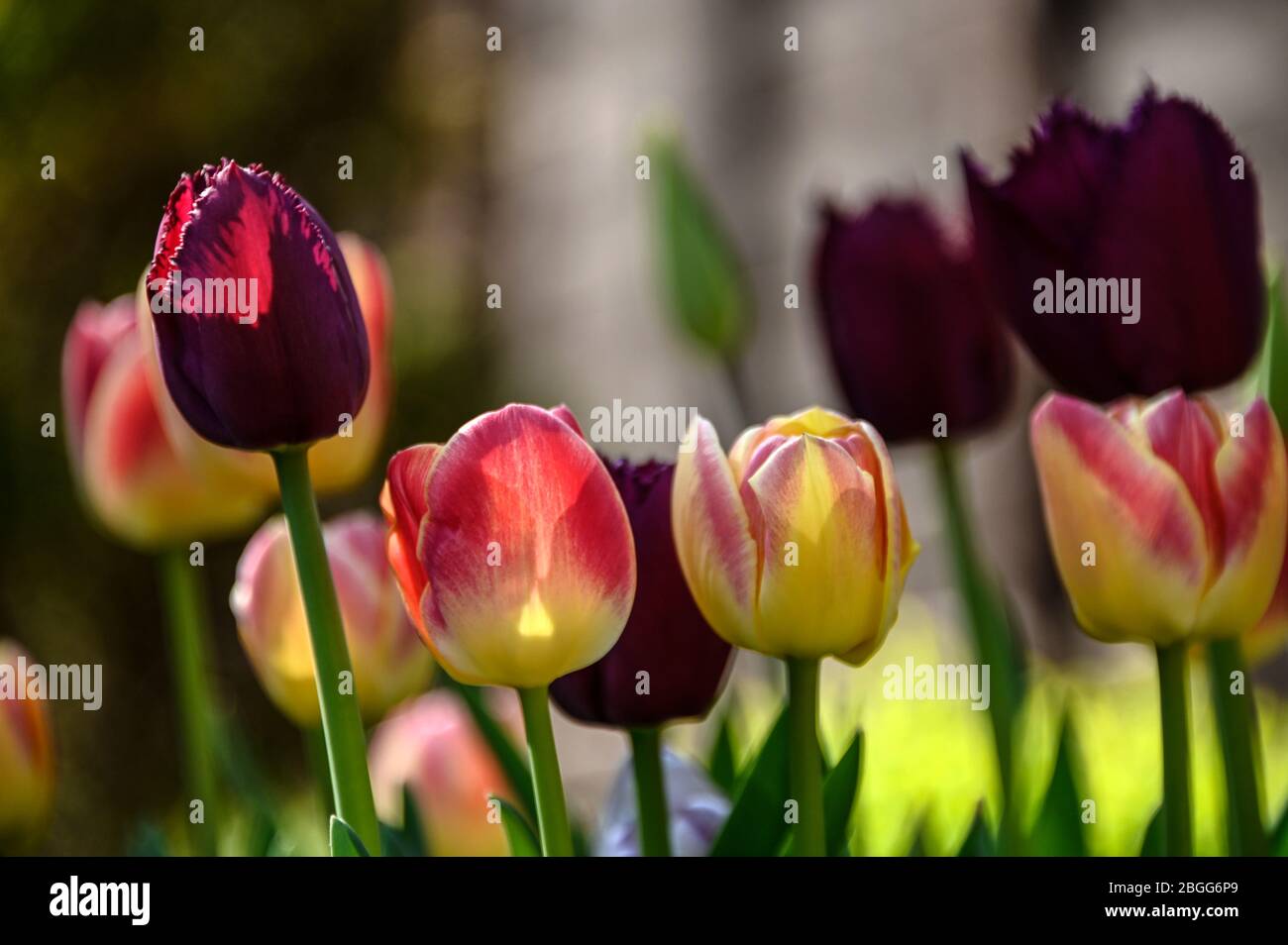 National flower of afghanistan hi-res stock photography and images - Alamy