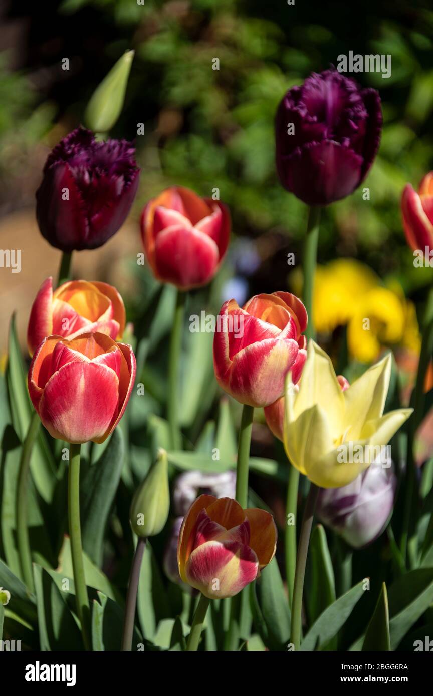 National flower of afghanistan hi-res stock photography and images - Alamy