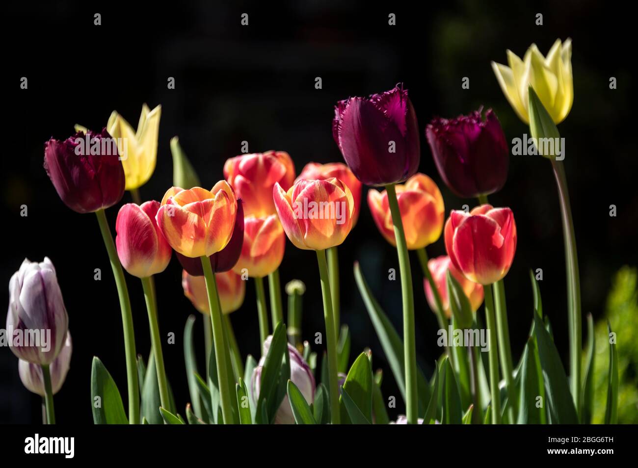 National flower of afghanistan hi-res stock photography and images - Alamy