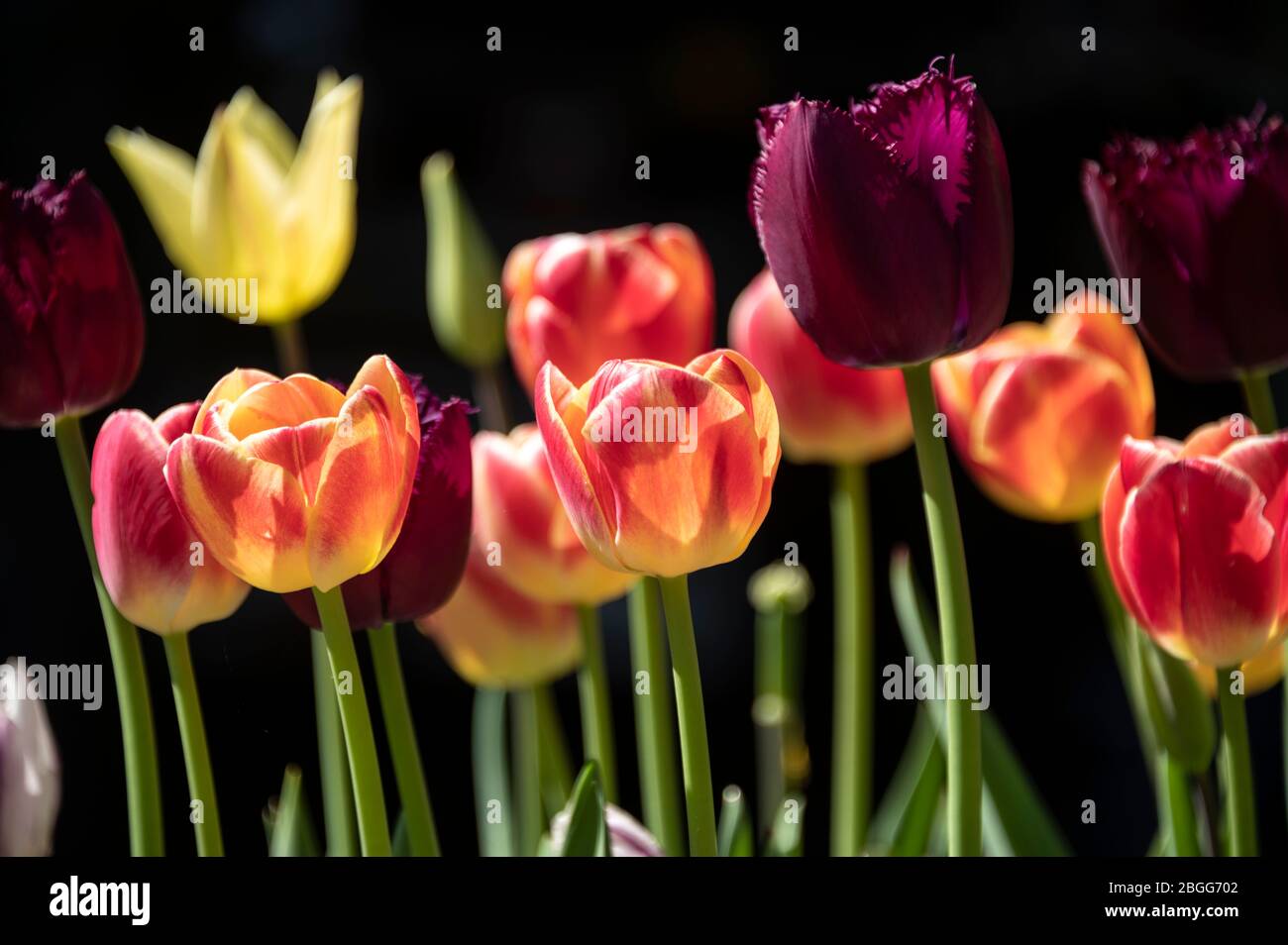 National flower of afghanistan hi-res stock photography and images - Alamy