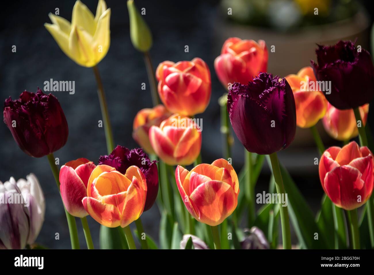 Afghanistan national flower hi-res stock photography and images - Alamy