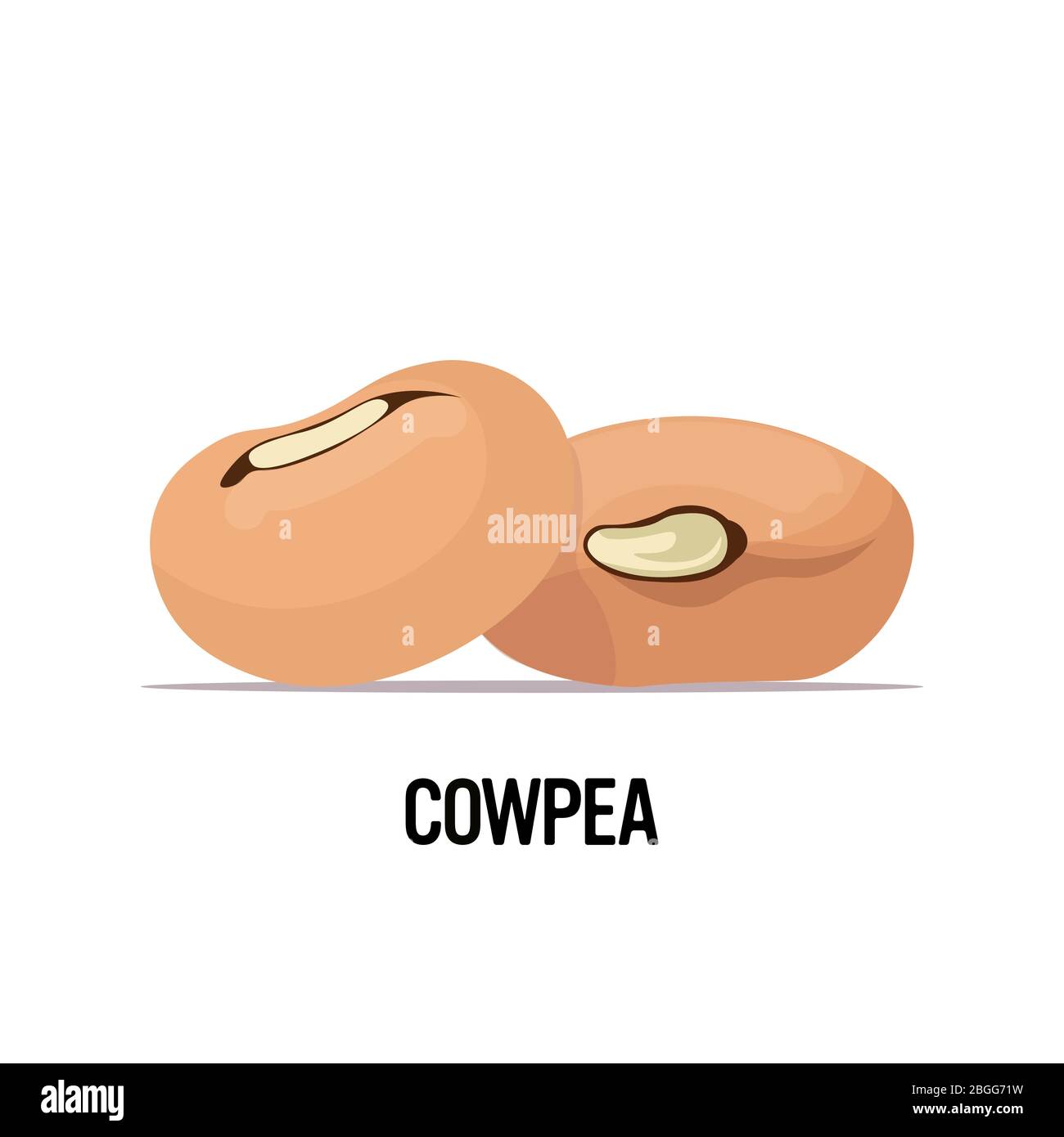 Cowpea plant Stock Vector Images - Alamy