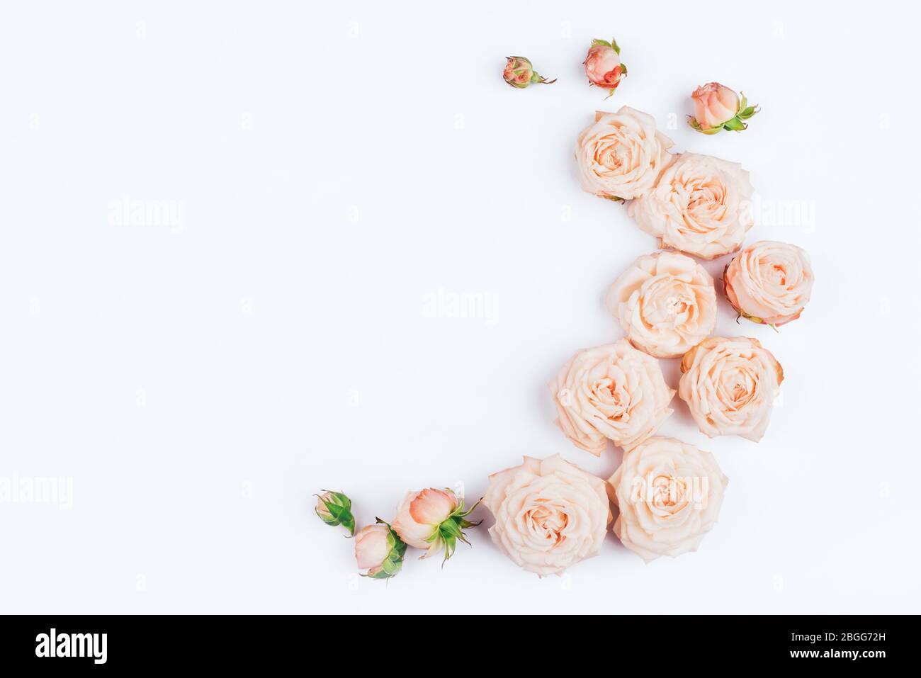 Spring background. Rose flowers on a white background Stock Photo - Alamy