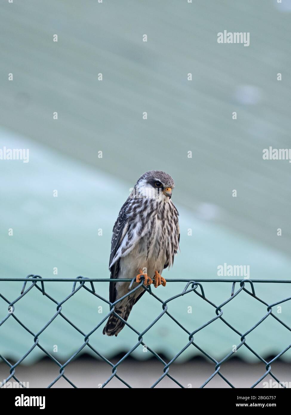 Amur Falcon Falco amurensis female, Mahe, Seychelles, December Stock ...