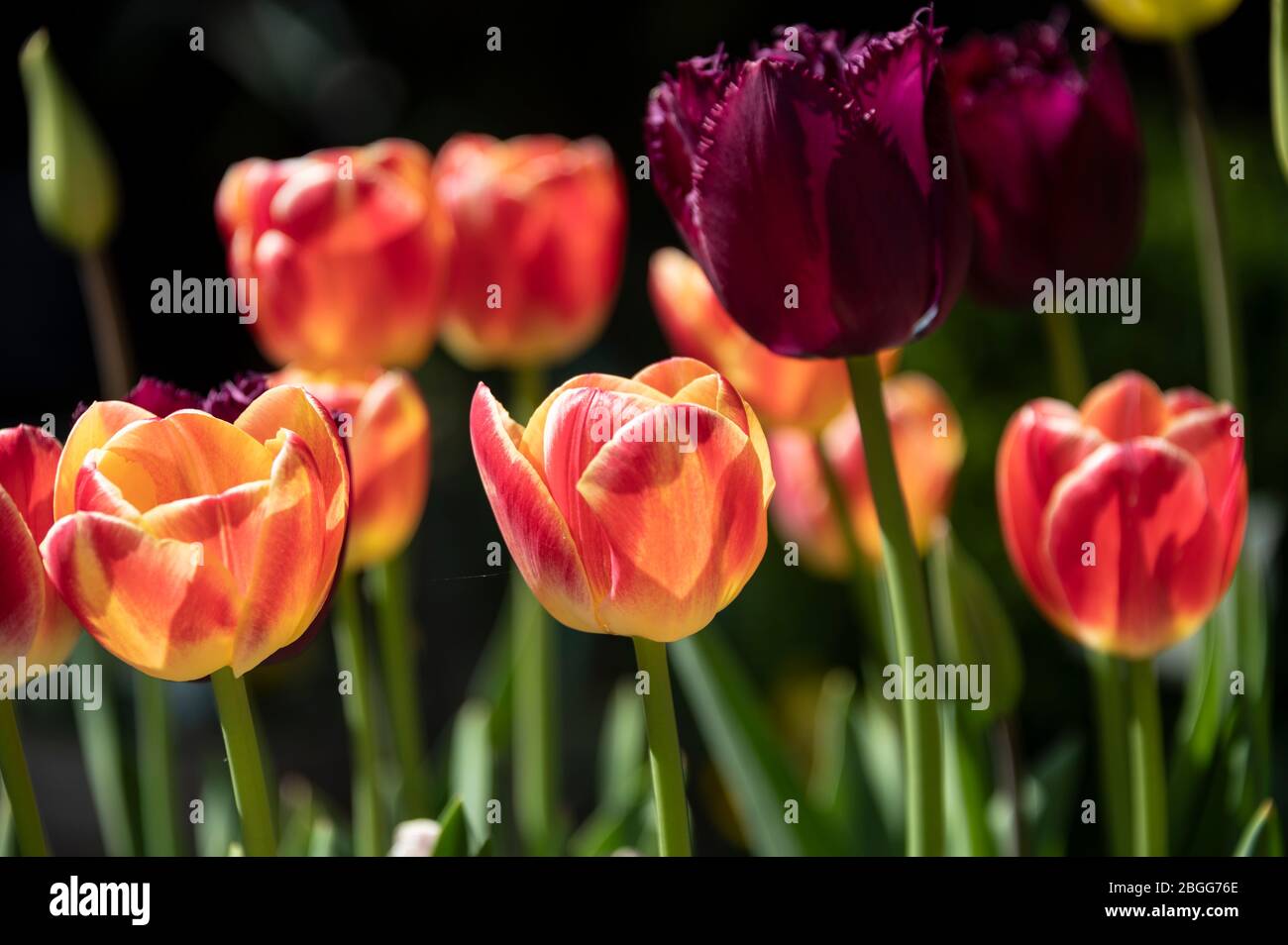 National flower of afghanistan hi-res stock photography and images - Alamy