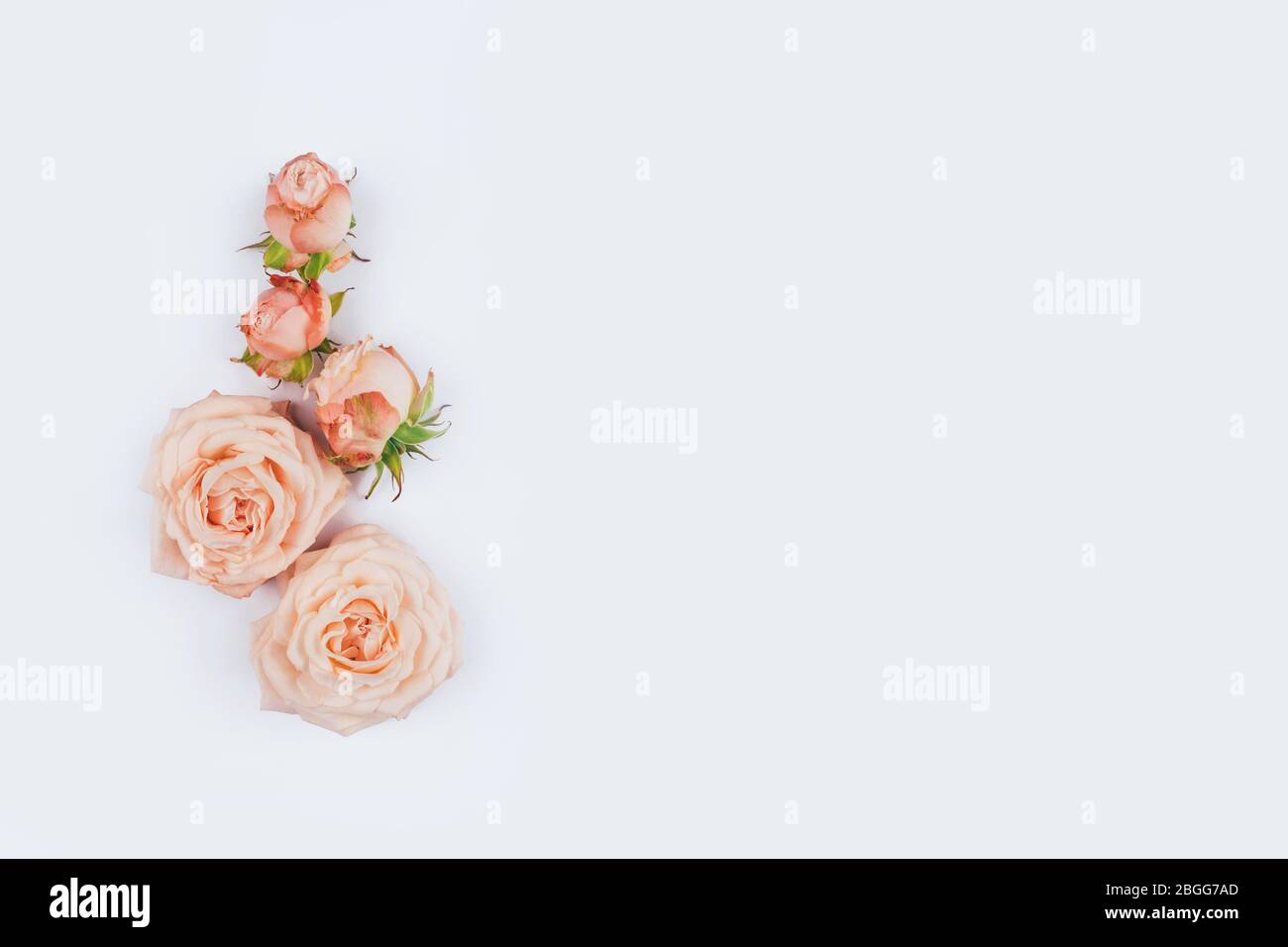 Spring background. Rose flowers on a white background Stock Photo - Alamy