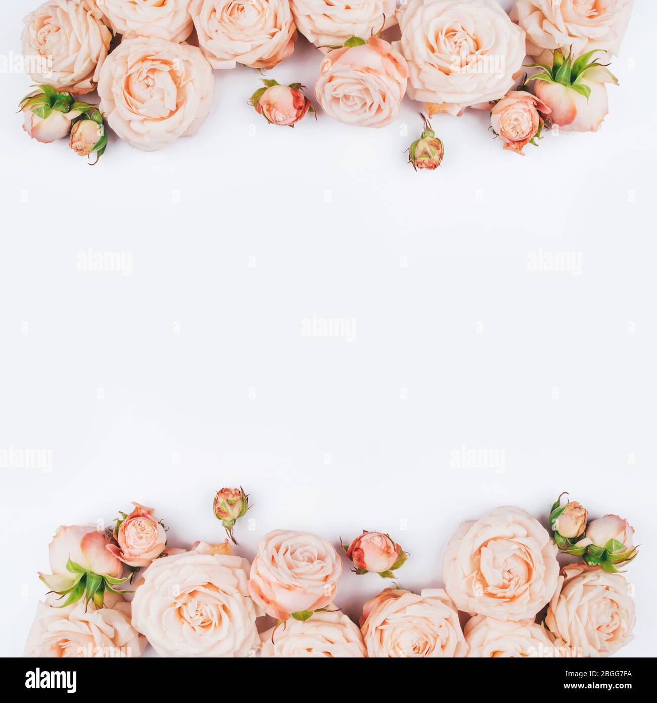 Spring background. Rose flowers on a white background Stock Photo - Alamy