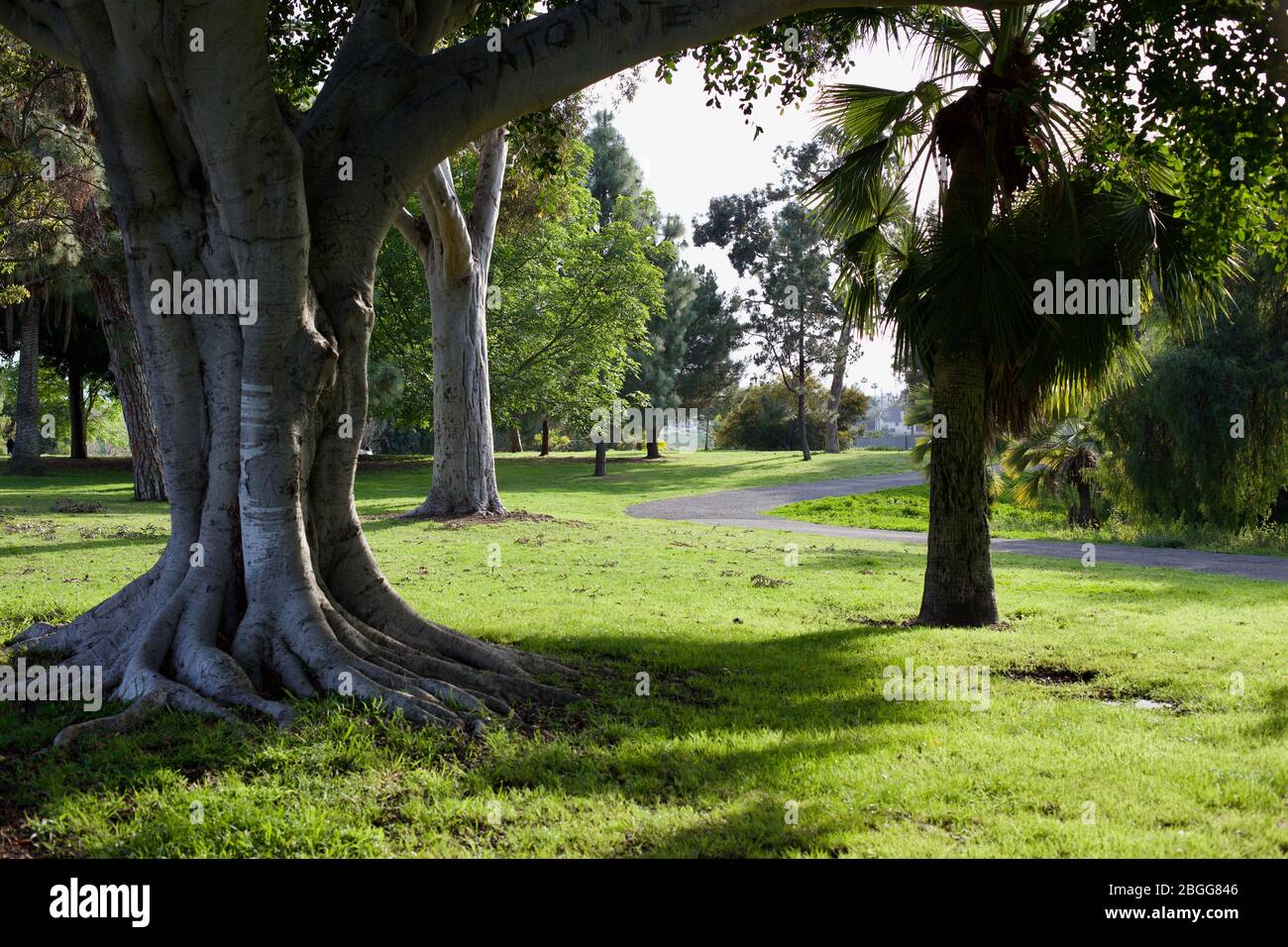 old tree roots in park at sunset Stock Photo - Alamy