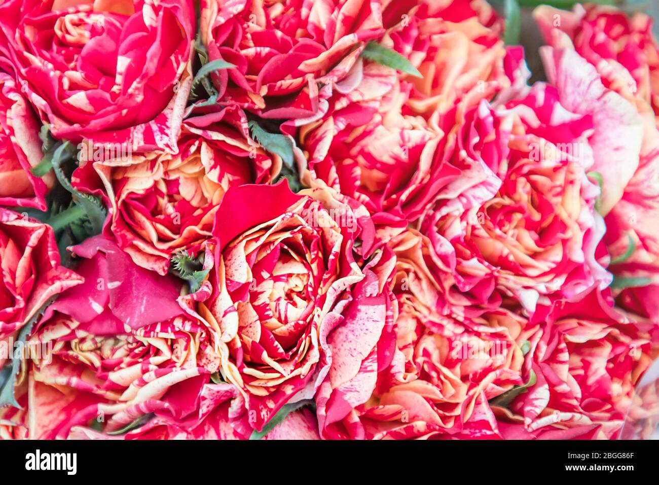 Beautiful natural red and peach roses background. Fine rose bicolor ...