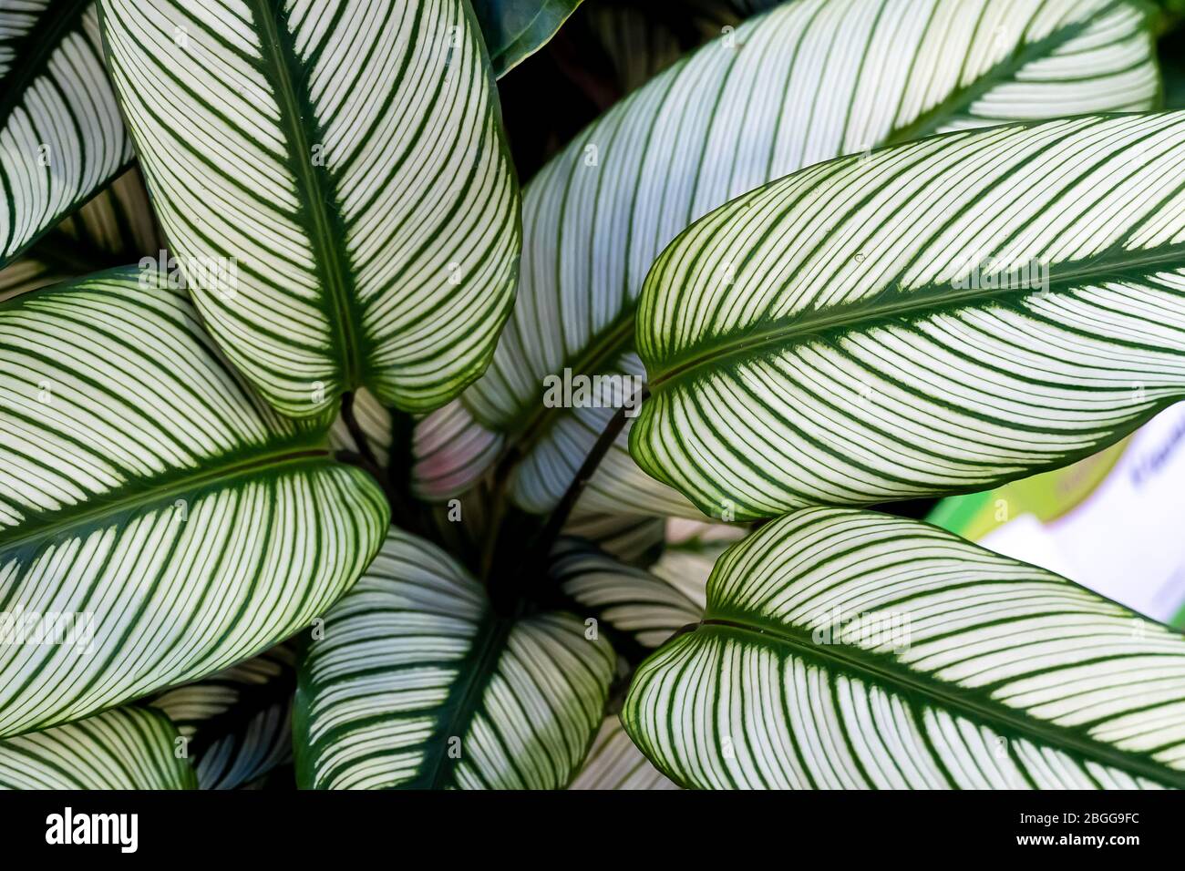 Calathea ornata hi-res stock photography and images - Alamy