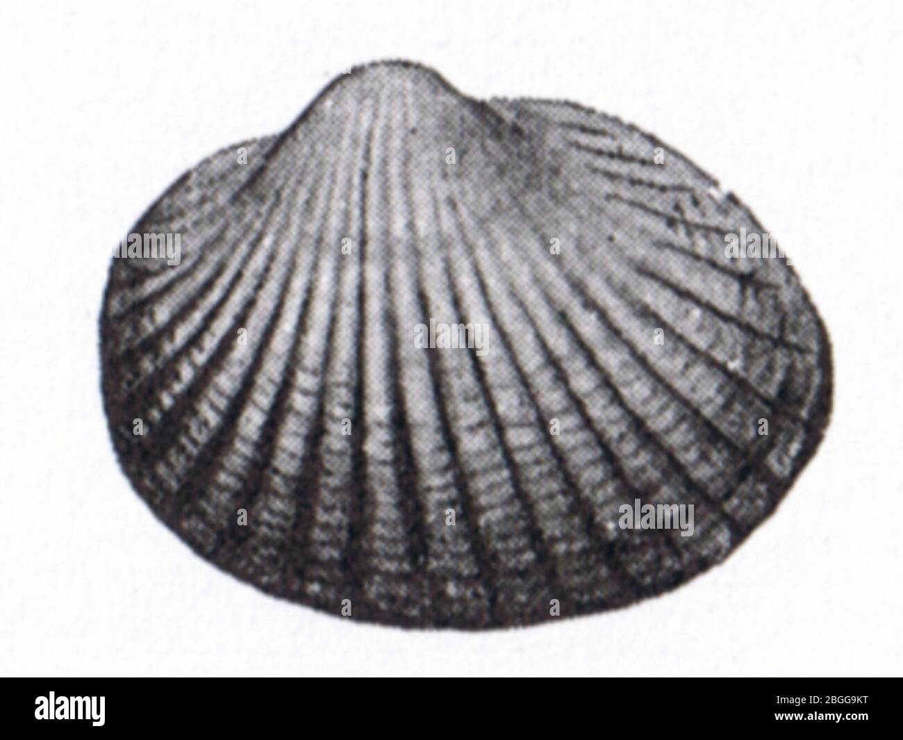 Cardium hi-res stock photography and images - Alamy