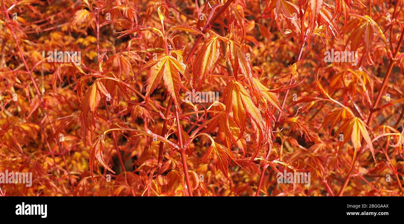 Red Acer Tree Stock Photo - Alamy