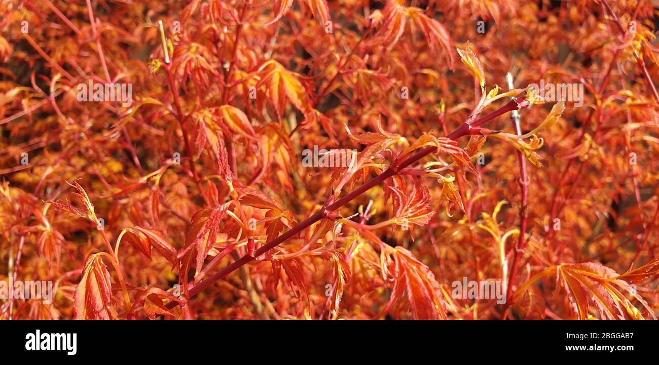 Red acer tree hi-res stock photography and images - Alamy