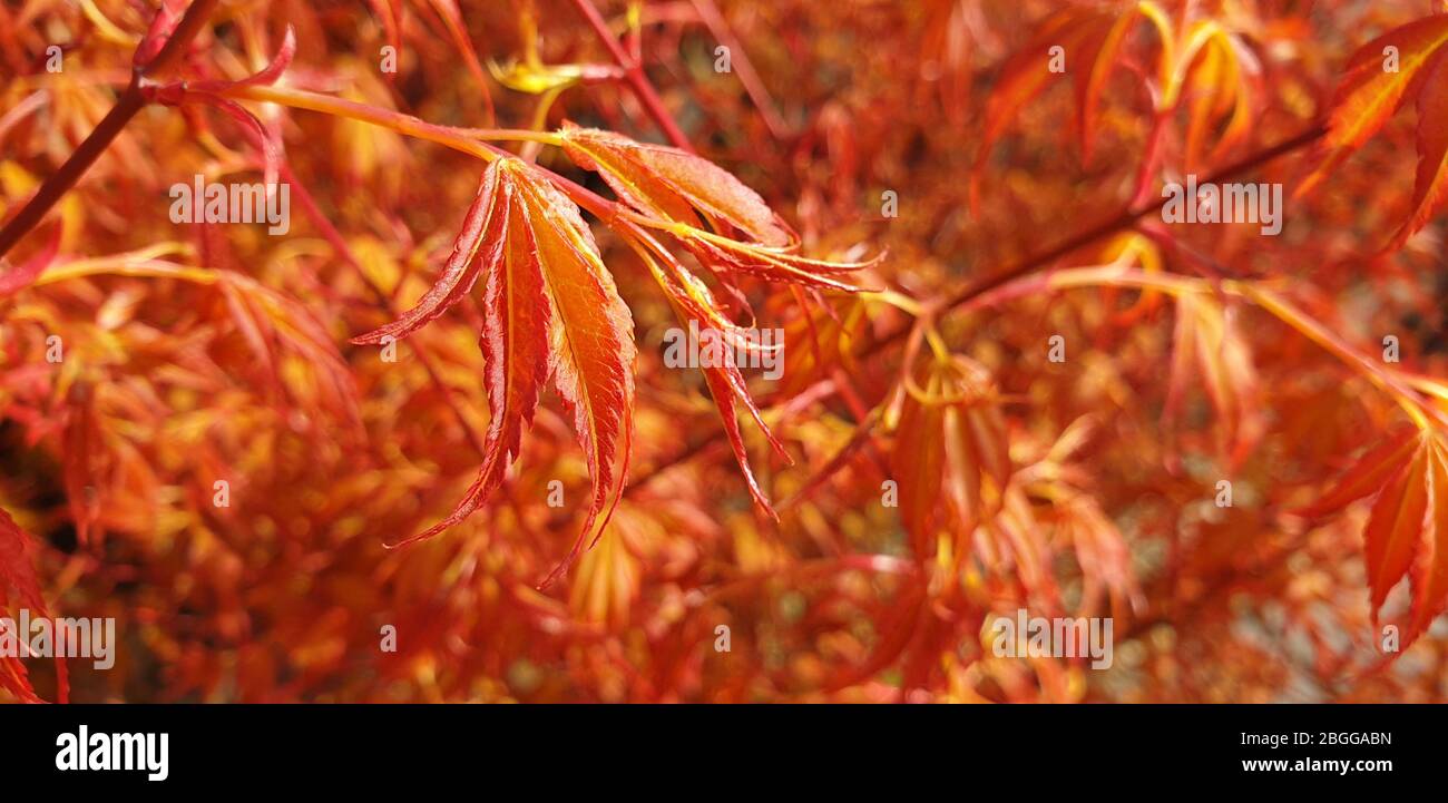 Red Acer Tree Stock Photo - Alamy