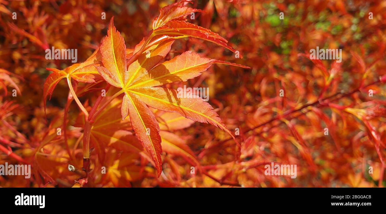 Red Acer Tree Stock Photo - Alamy