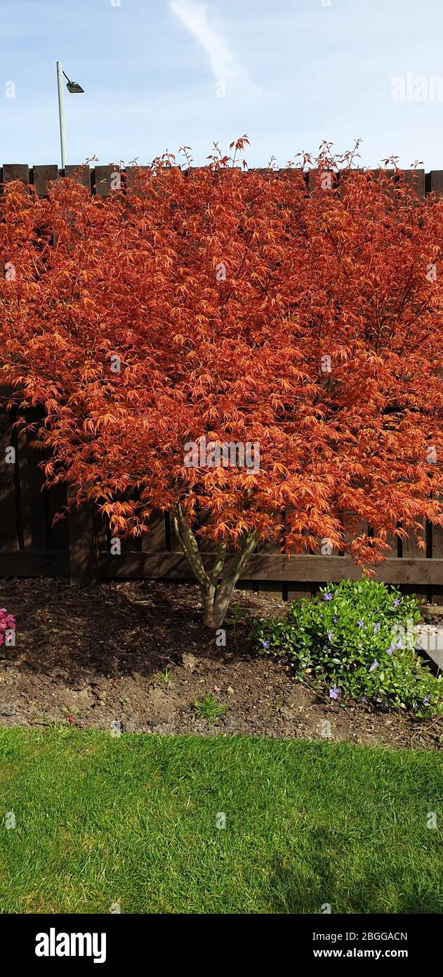 Red Acer Tree Stock Photo - Alamy