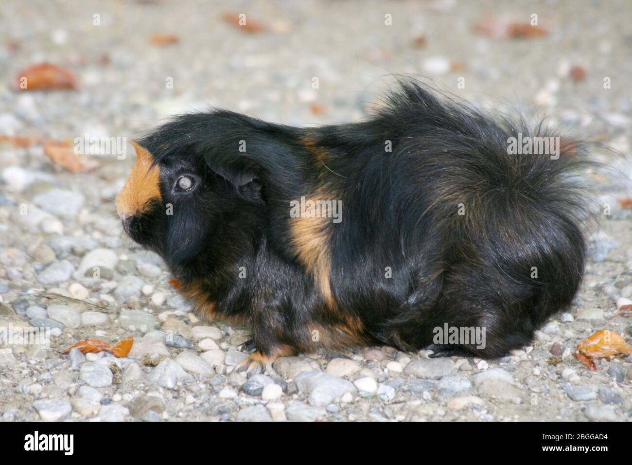The guinea pigs (Caviidae) are a family from the order of Rodents Die ...