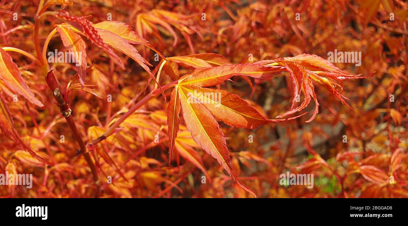 Red Acer Tree Stock Photo - Alamy