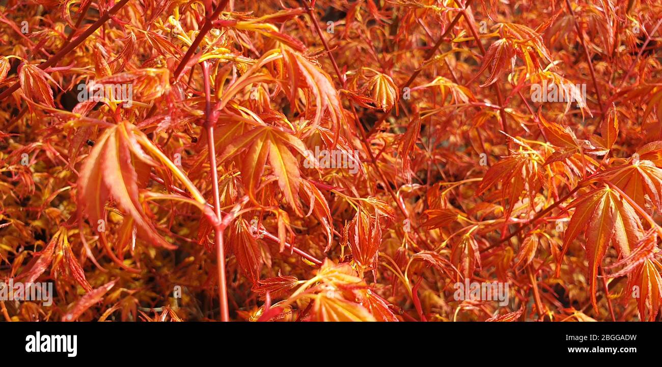 Red Acer Tree Stock Photo - Alamy