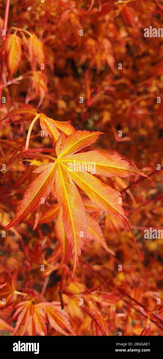 Red Acer Tree Stock Photo - Alamy