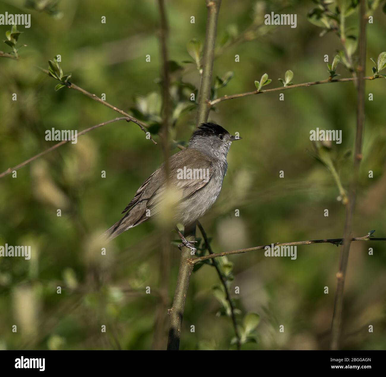 Blackcap bird uk summer hi-res stock photography and images - Alamy