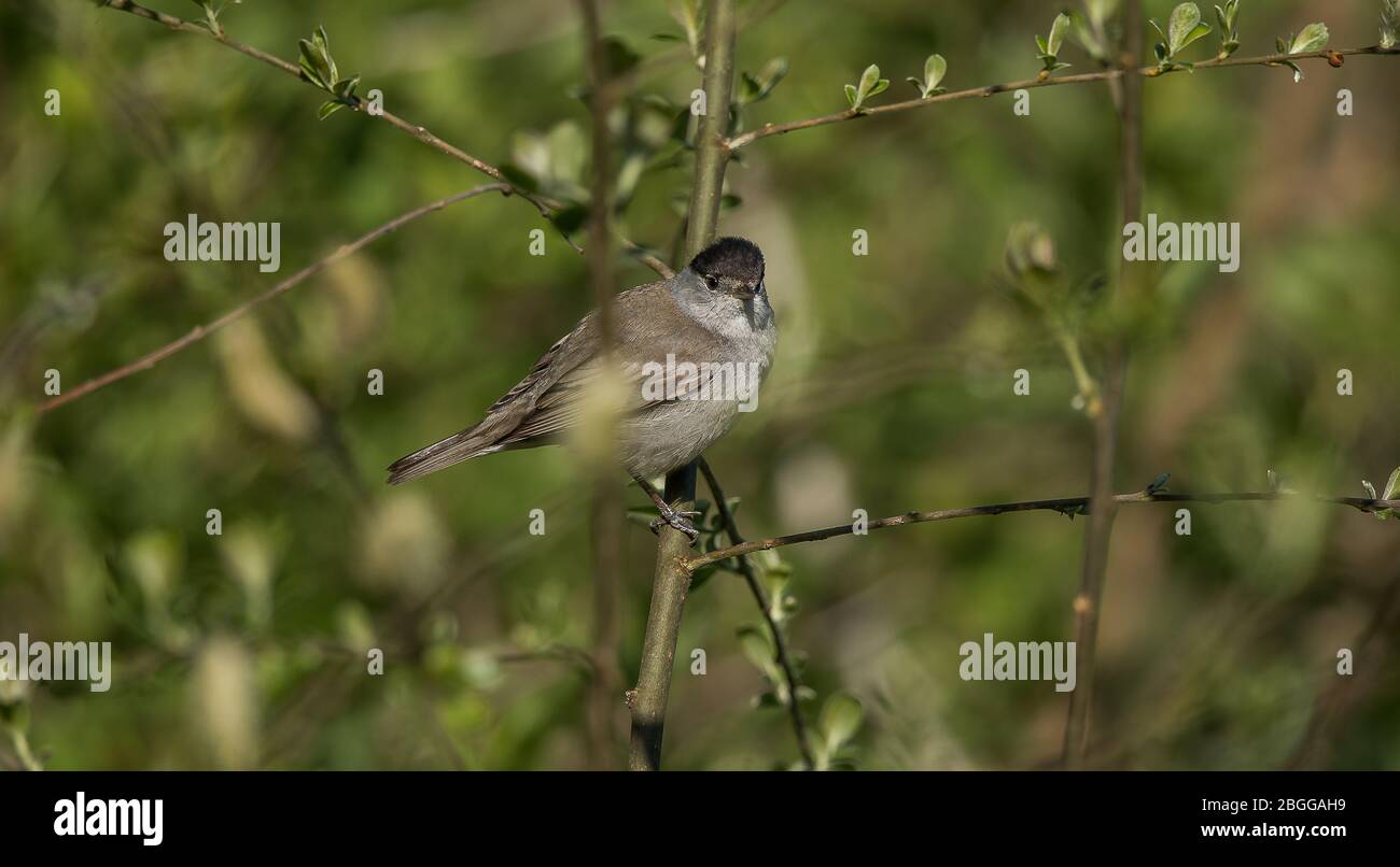 Blackcap summer visitor hi-res stock photography and images - Alamy