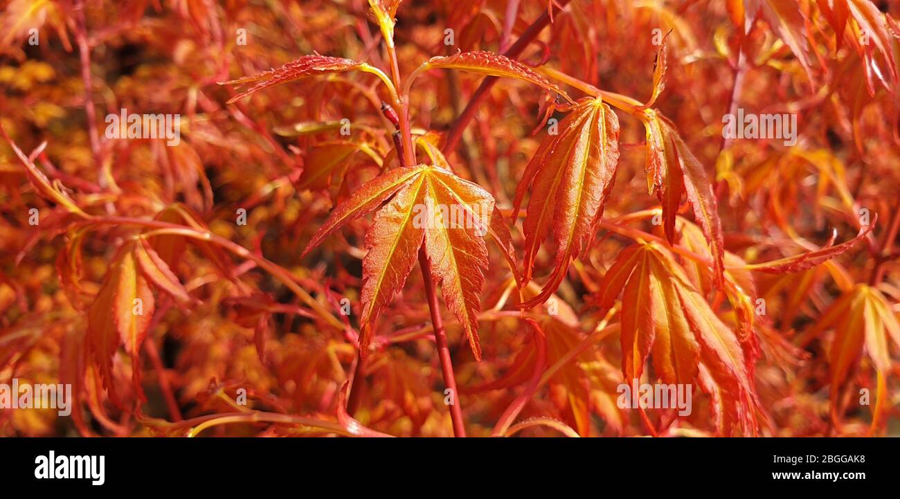 Red Acer Tree Stock Photo - Alamy