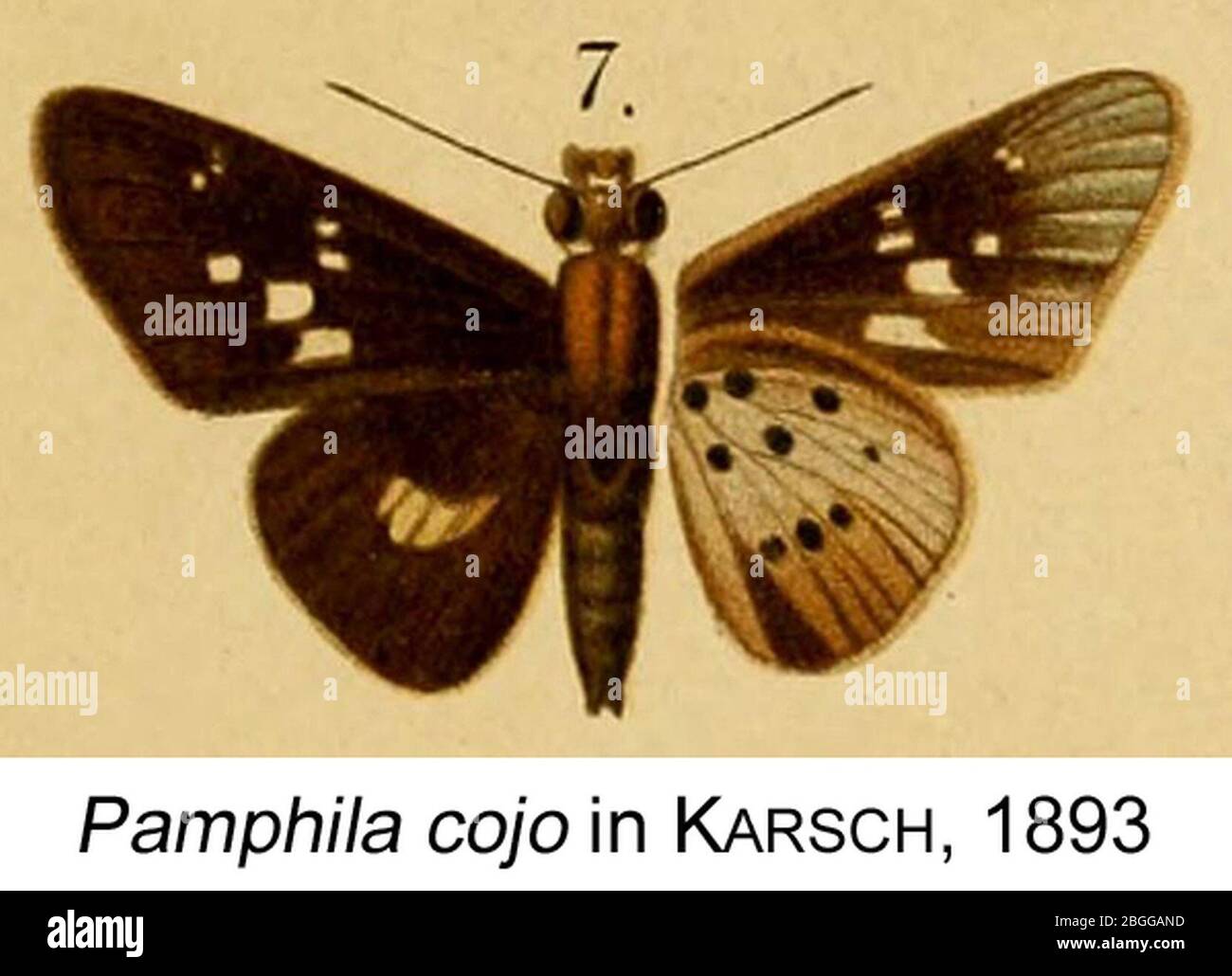 Hesperid butterfly Fresna cojo from Original Description Stock Photo ...