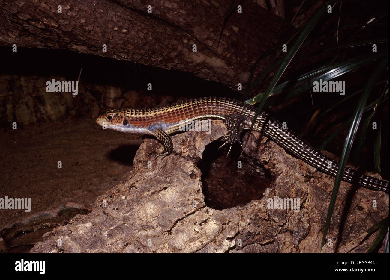 Western plated, Great plated or Rough-scaled plated Lizard ...