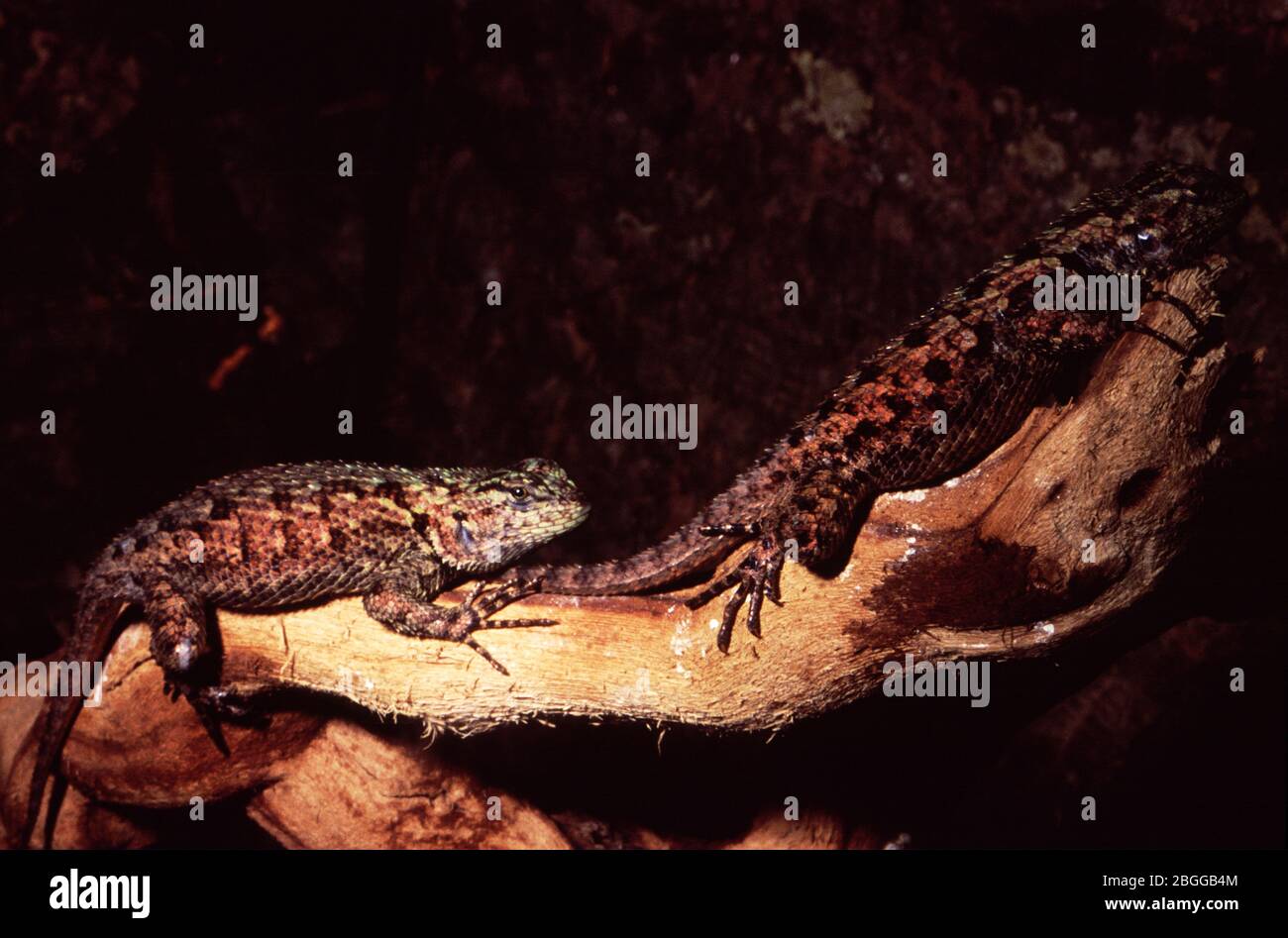 Coast range fence lizard, Sceloporus occidentalis Stock Photo - Alamy