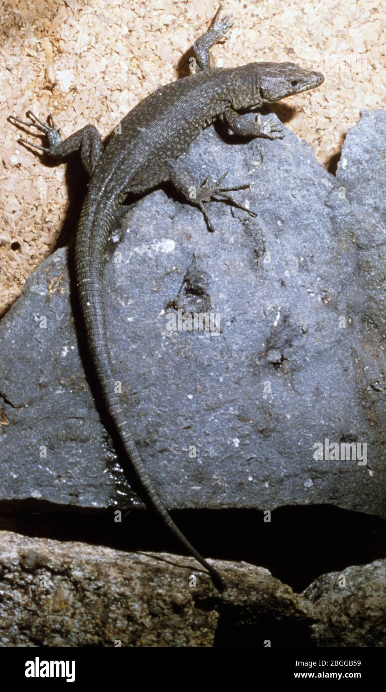 Garden lizard reproduction hi-res stock photography and images - Alamy