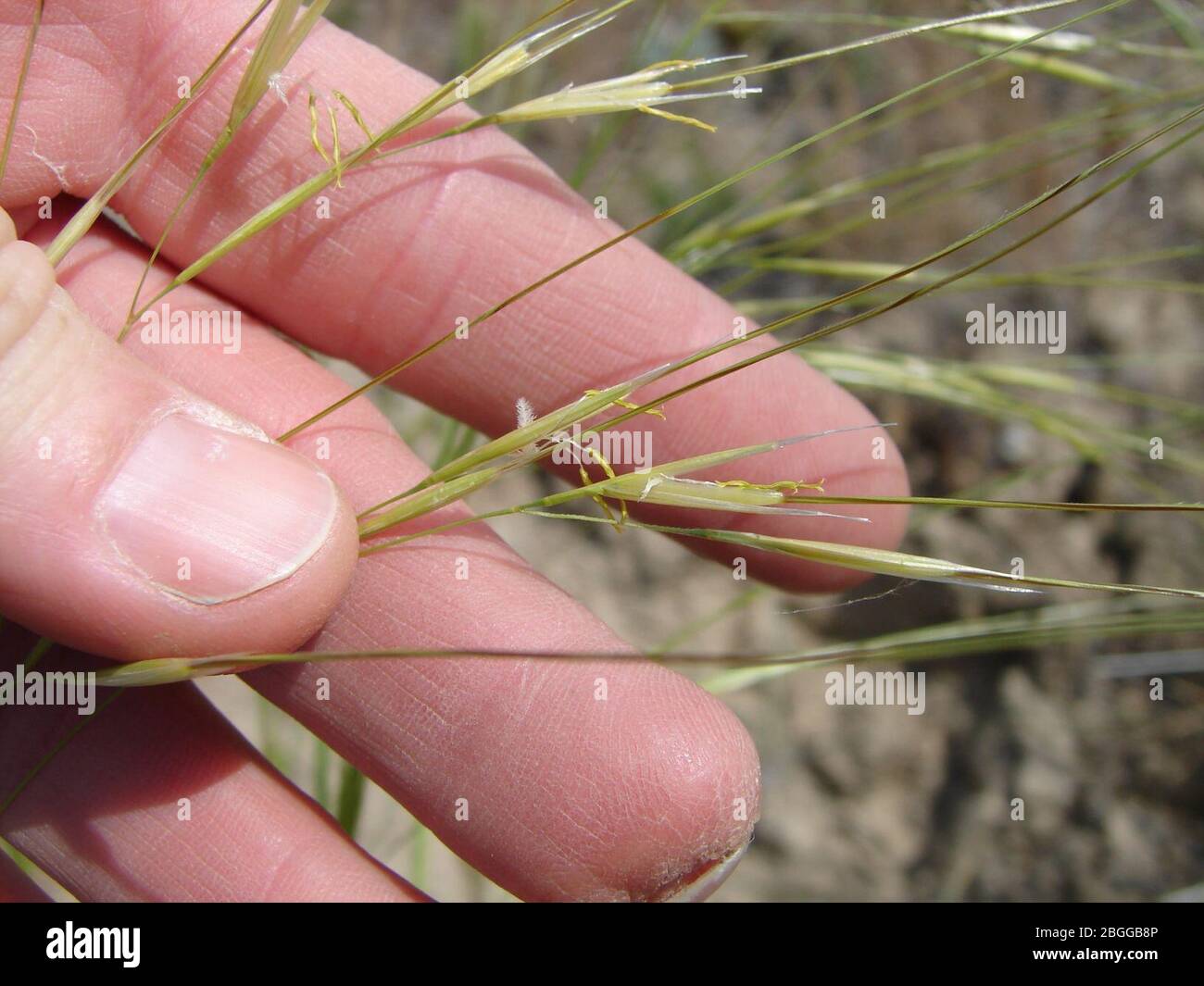 Comata hi-res stock photography and images - Alamy