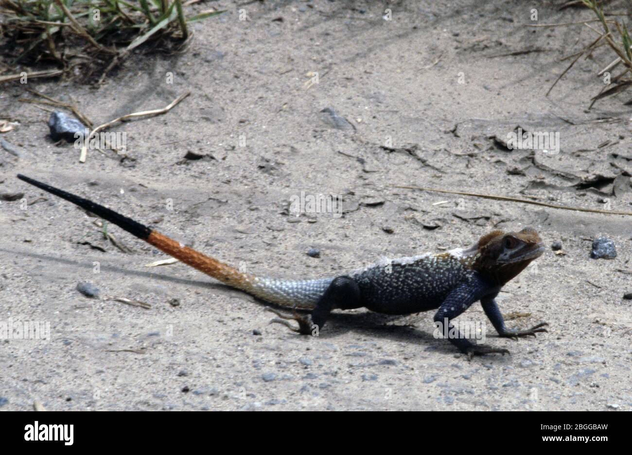 Aquatic agama hi-res stock photography and images - Alamy