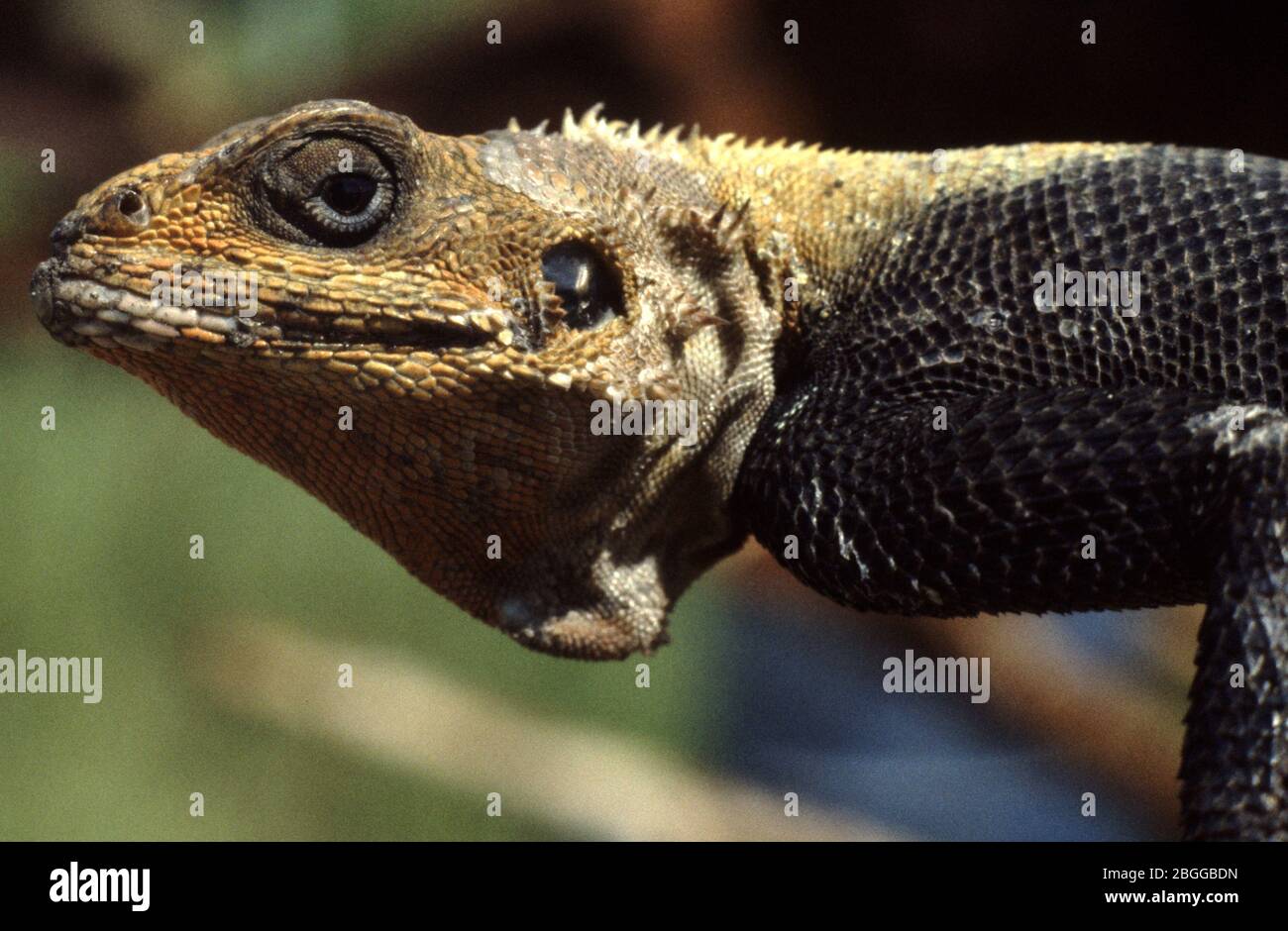 Male Common agama, Agama agama Stock Photo - Alamy