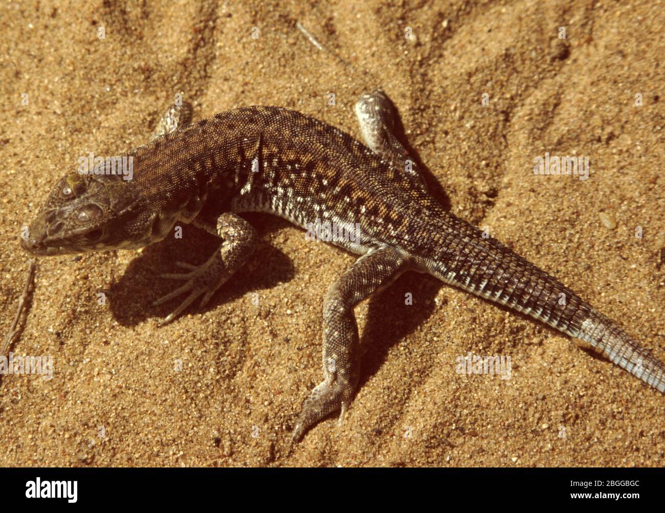 Red tail fringe-fingered lizard (Acanthodactylus erythrurus Stock Photo ...