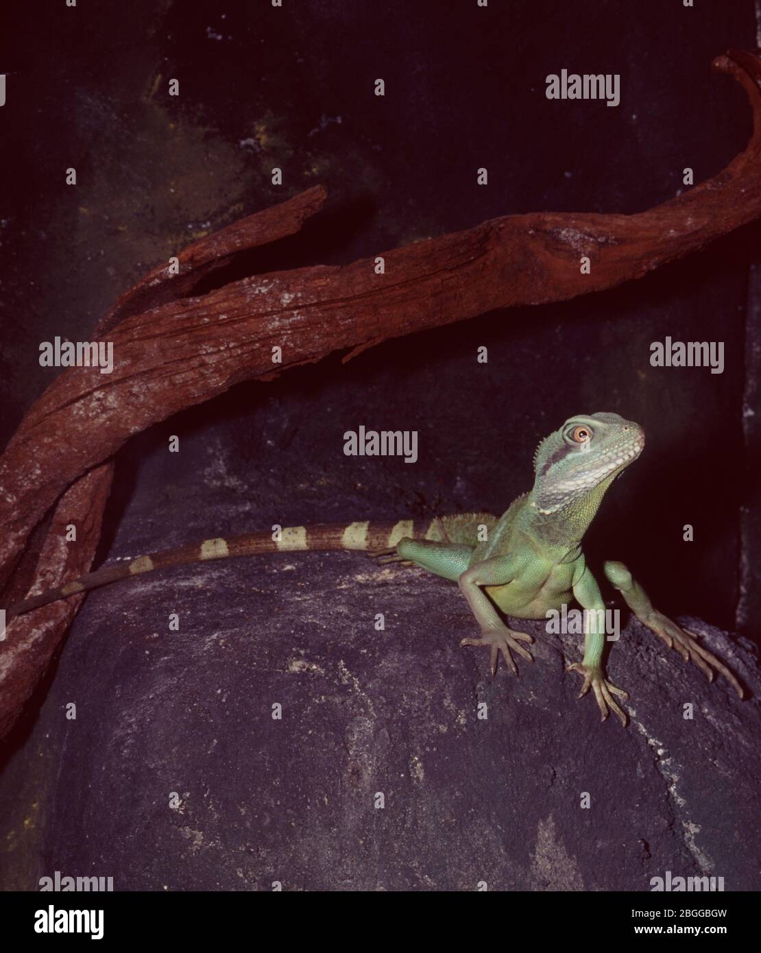 Chinese water dragon (Physignathus cocincinus Stock Photo - Alamy