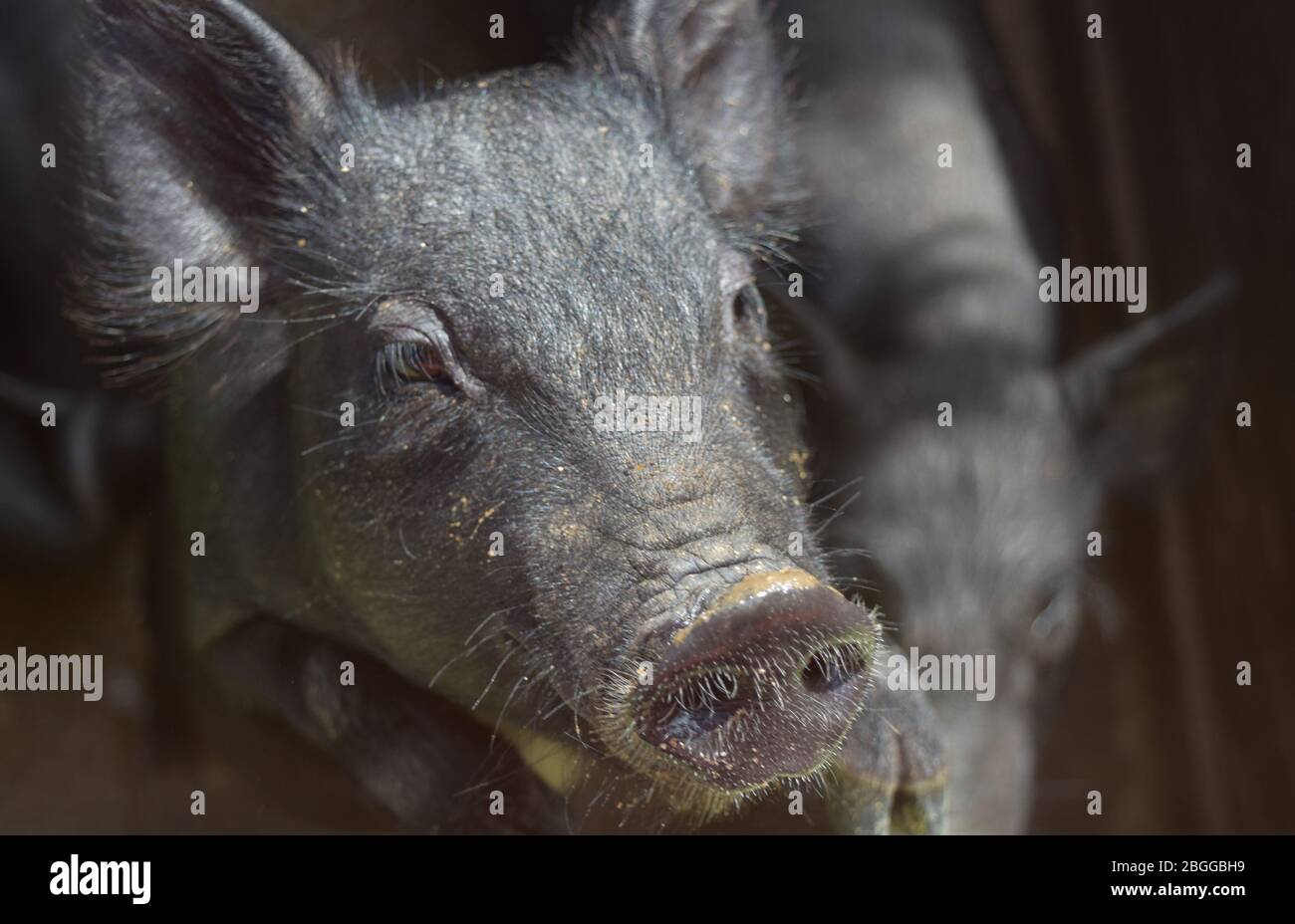 Adorable face of a youthful back piglet Stock Photo - Alamy