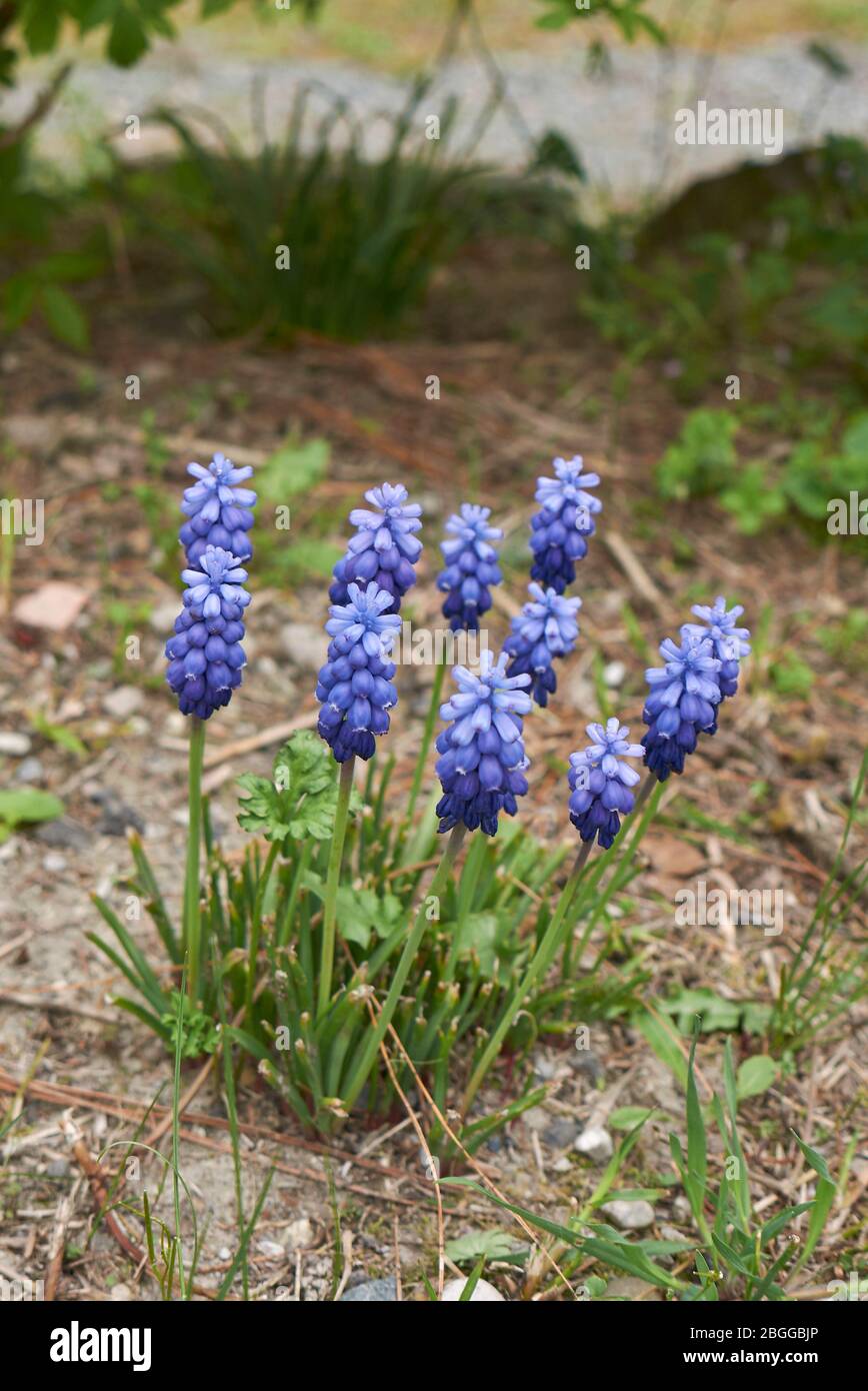 Muscari Neglectum