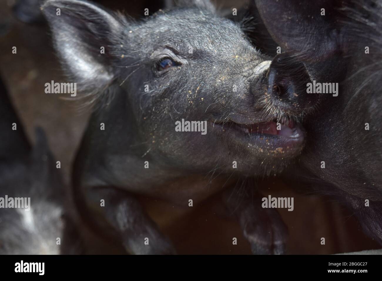 Adorable smiling black piglet that looks like his is smiling Stock ...