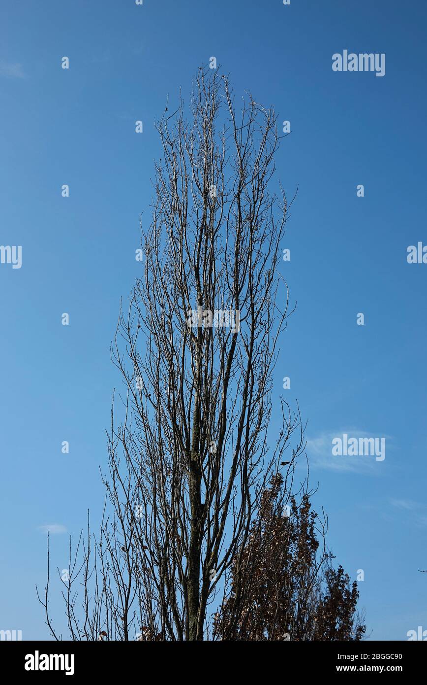 Populus Nigra Italica High Resolution Stock Photography and Images - Alamy