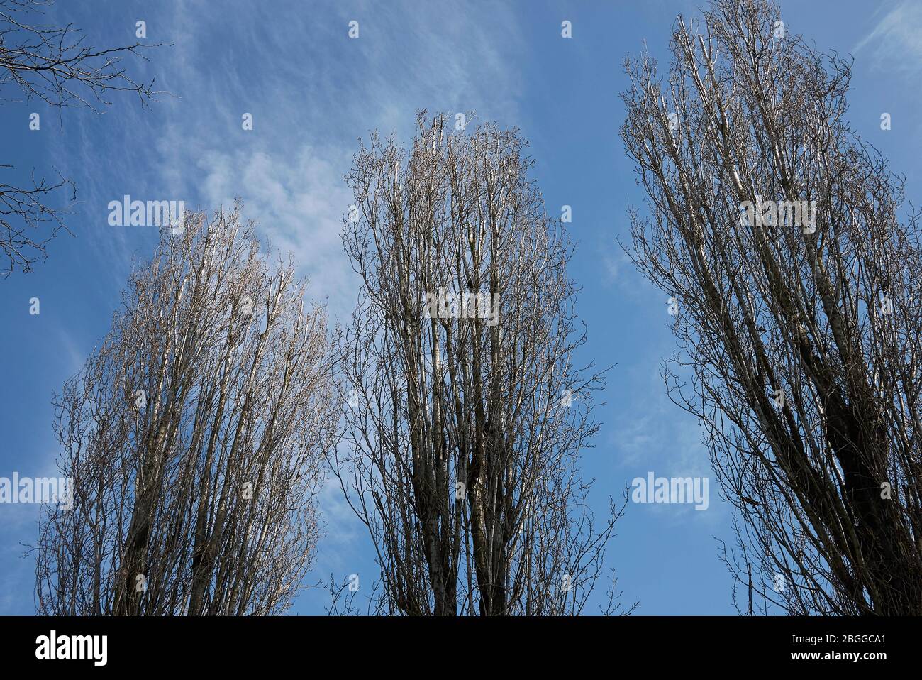 Black Poplar Tree High Resolution Stock Photography and Images - Alamy