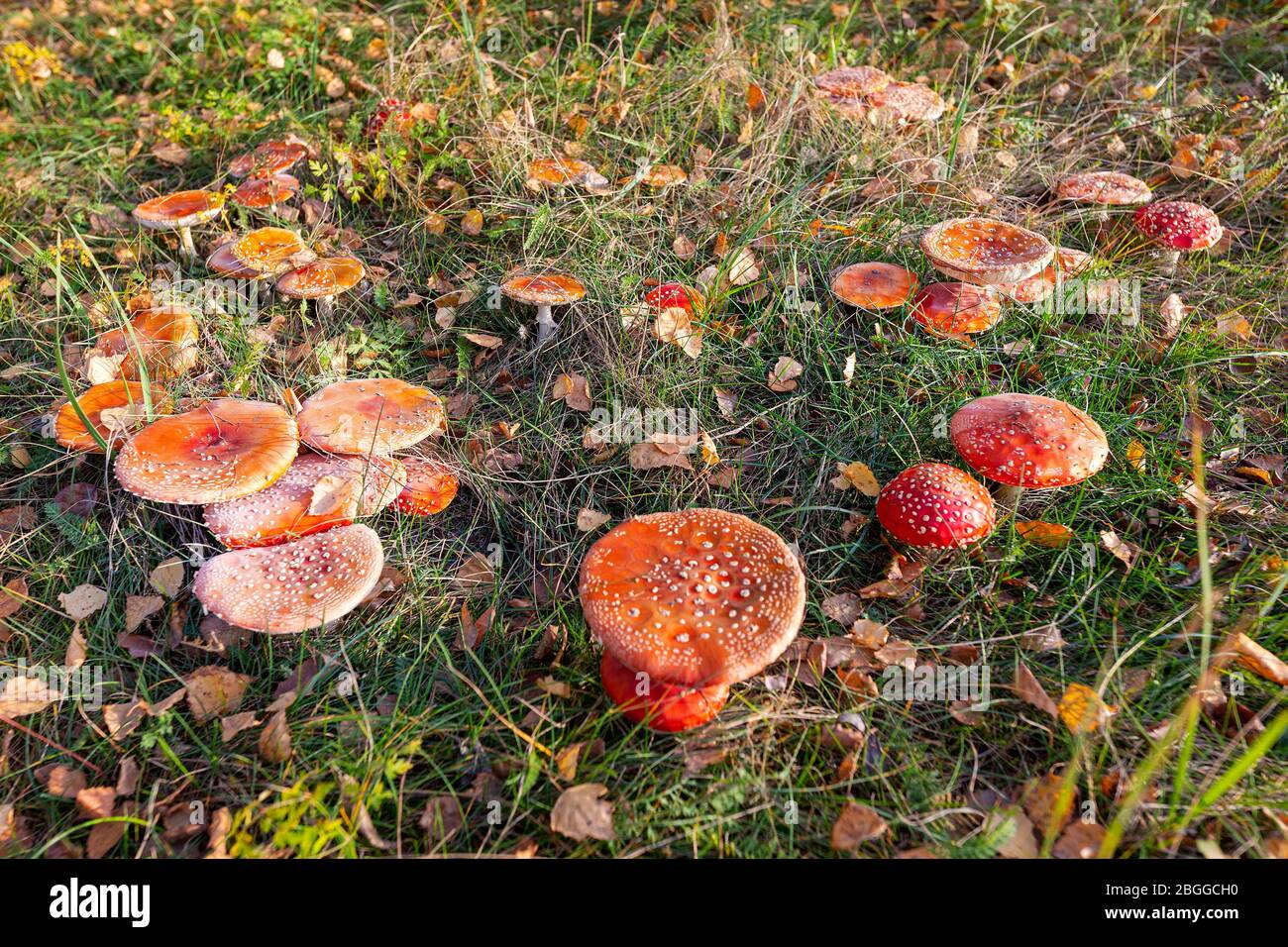 The October 15, 2019, photo of mushrooms growing in abandoned territory ...