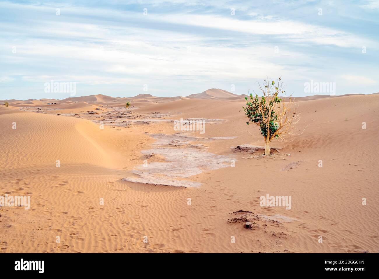 Single tree with green leaves on sand dunes of Sahara Desert, Morocco ...
