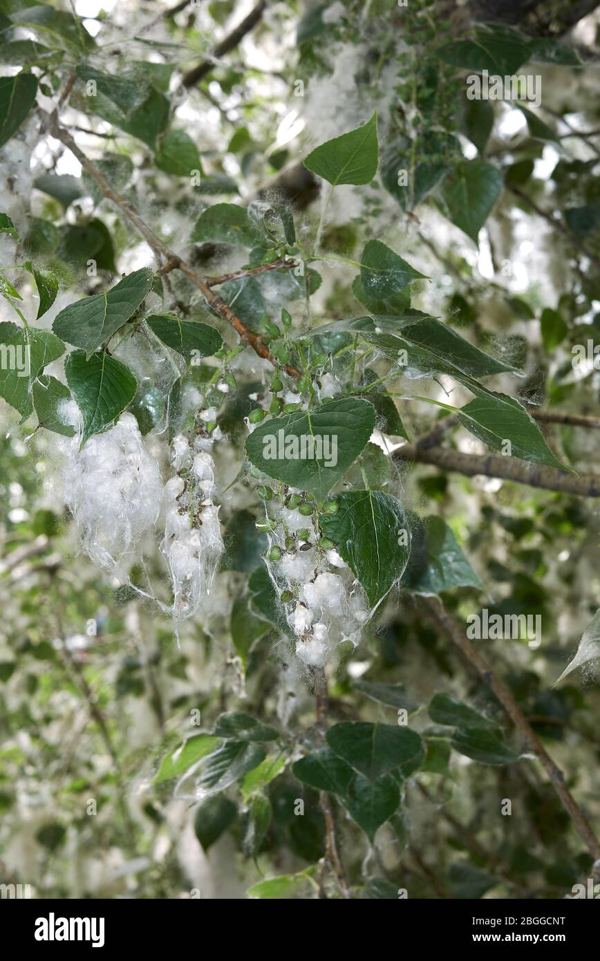 Poplar Tree Seed Seeds Seed Tufts High Resolution Stock Photography and ...