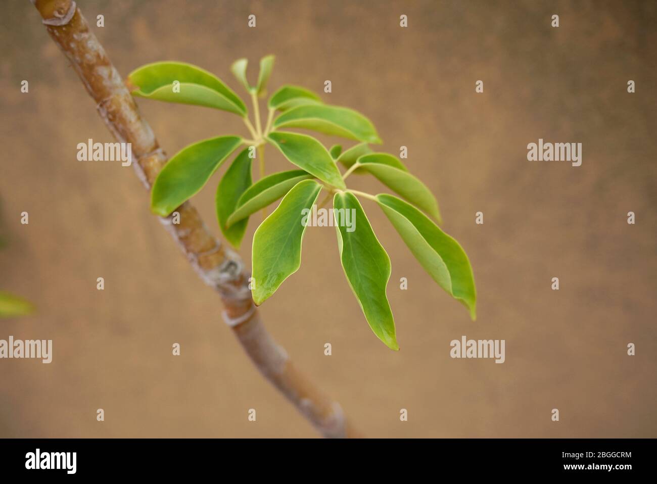 Amate tree hi-res stock photography and images - Alamy