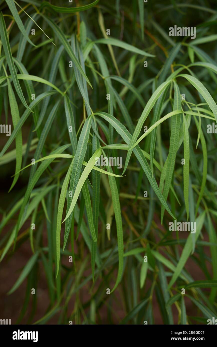 Searsia lancea hi-res stock photography and images - Alamy