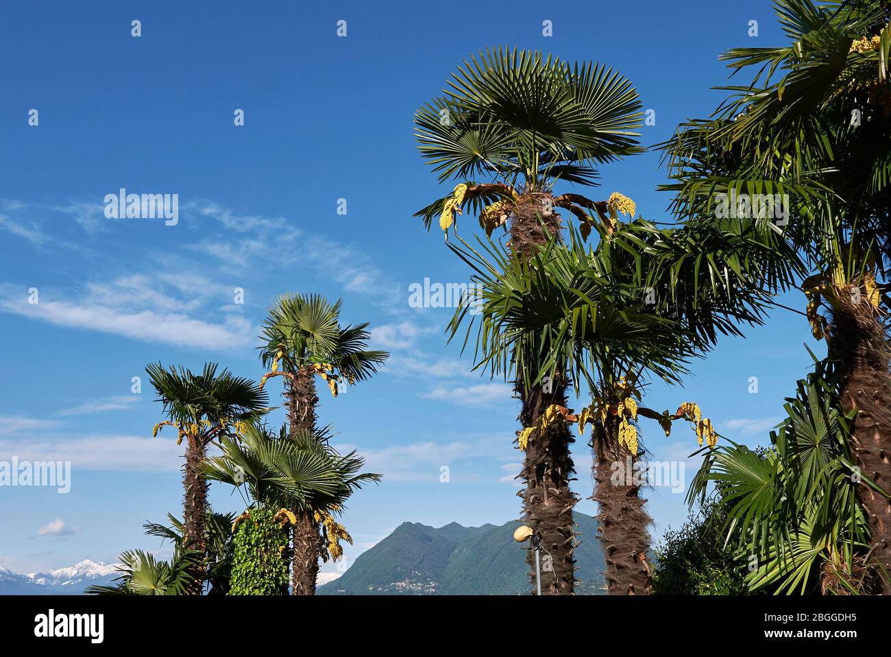 Trachycarpus fortunei chusan palms hi-res stock photography and images ...