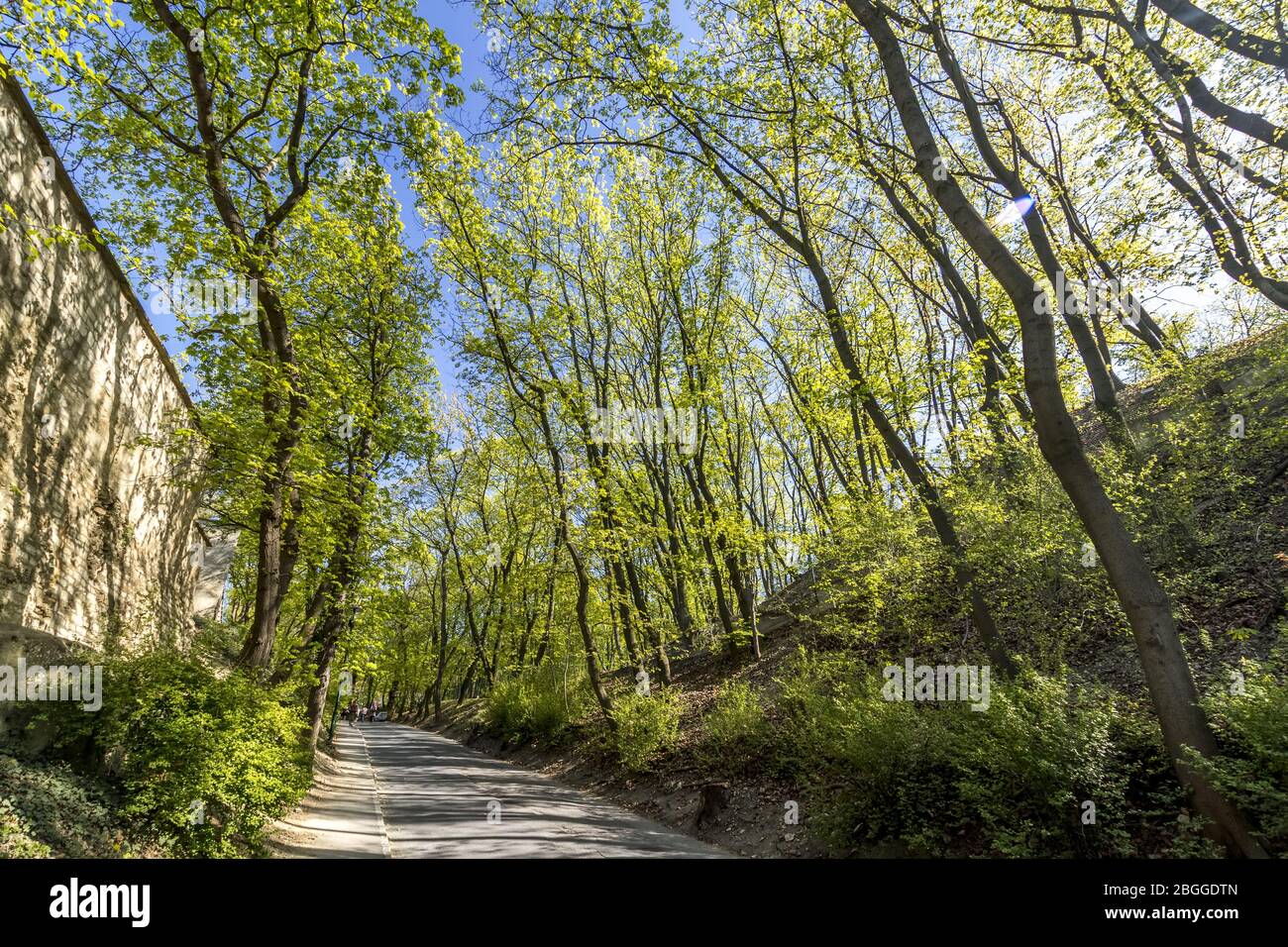 Park with trees and grass in Prague, Czech Republic Stock Photo - Alamy