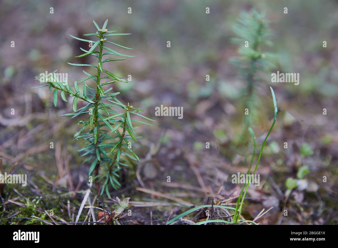 Little green sprout hi-res stock photography and images - Alamy
