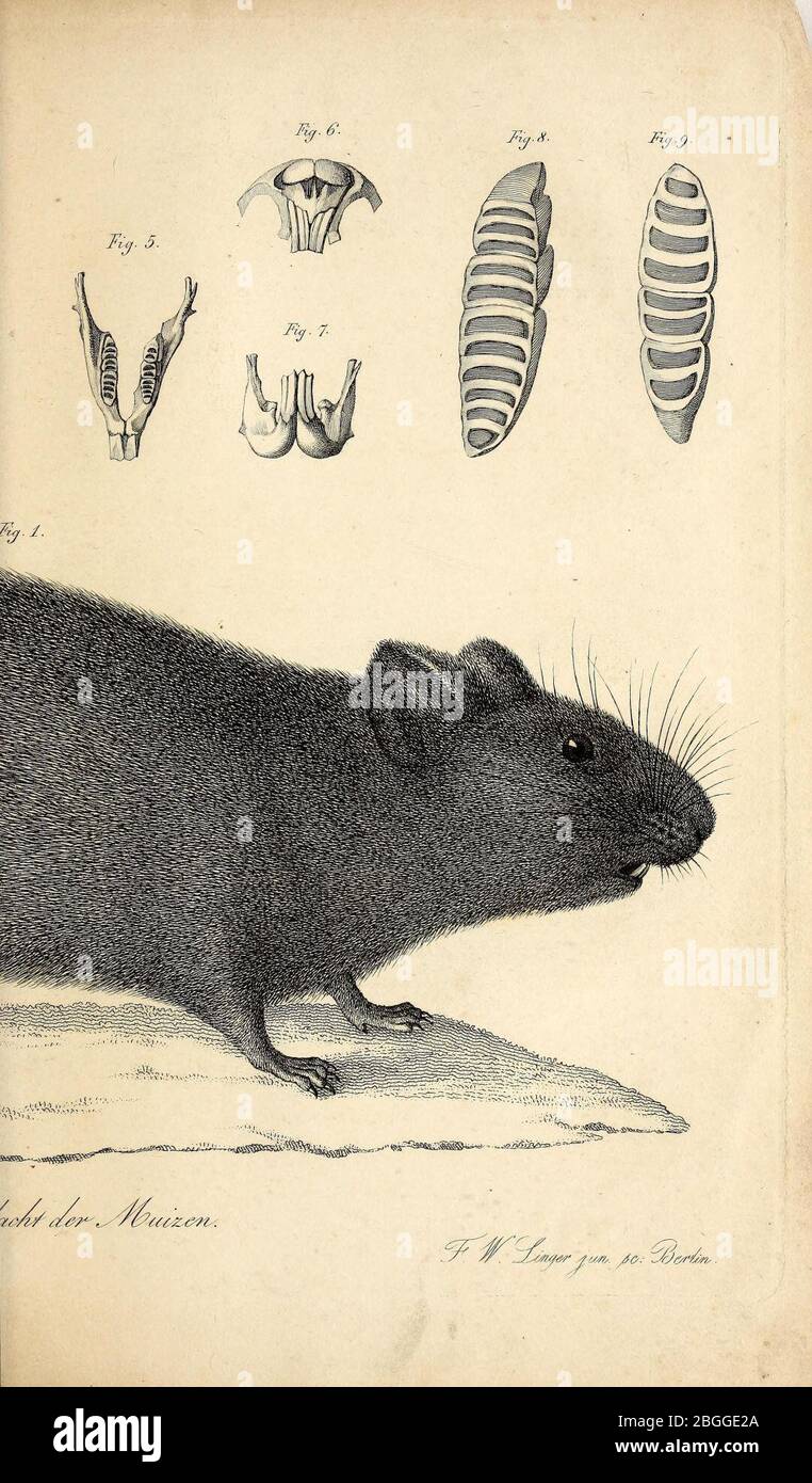 Muizen hi-res stock photography and images - Alamy